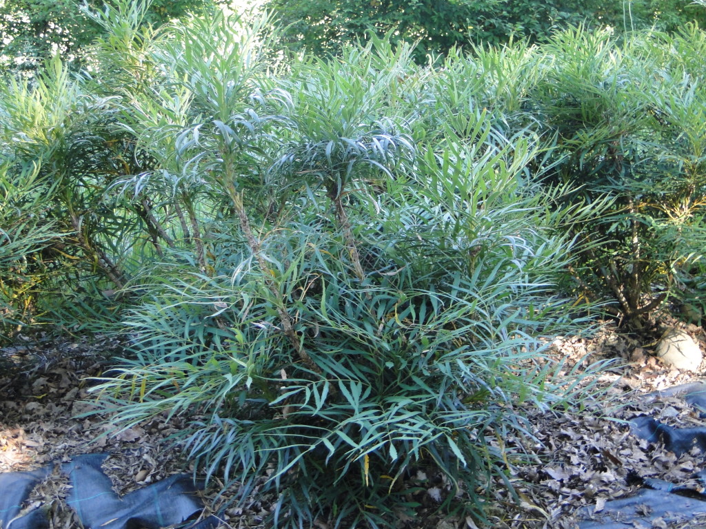 Mahonia Soft Caress – Plantes d'Aquitaine